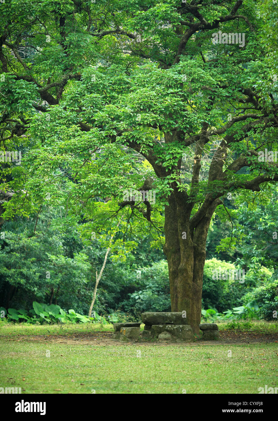rest place under big tree Stock Photo - Alamy