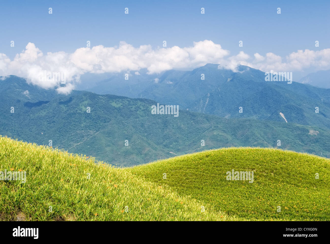 It is beautiful and colorful tiger lily farm Stock Photo - Alamy