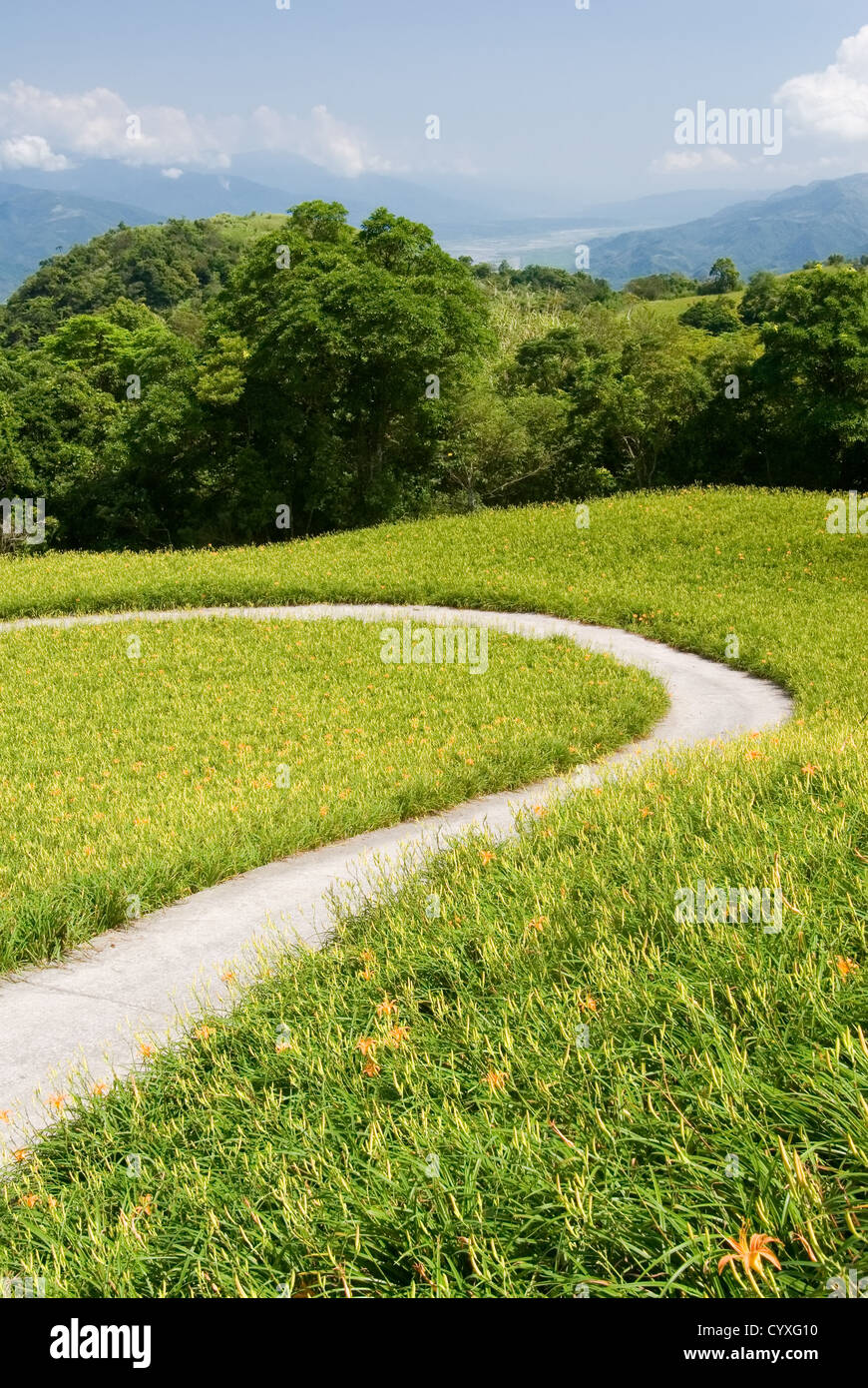 It is beautiful and colorful tiger lily farm Stock Photo - Alamy