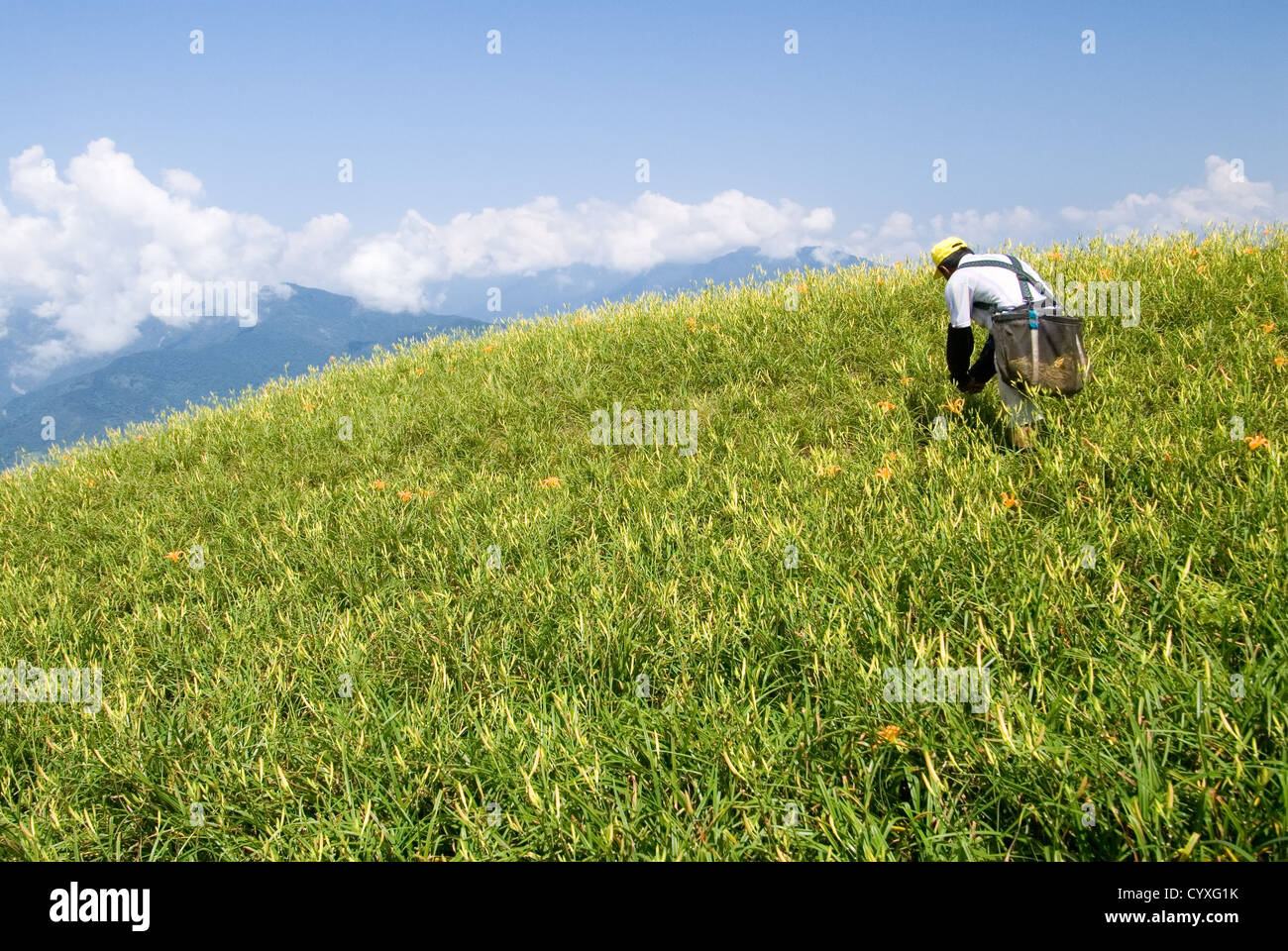 It is beautiful and colorful tiger lily farm with farmer Stock Photo ...