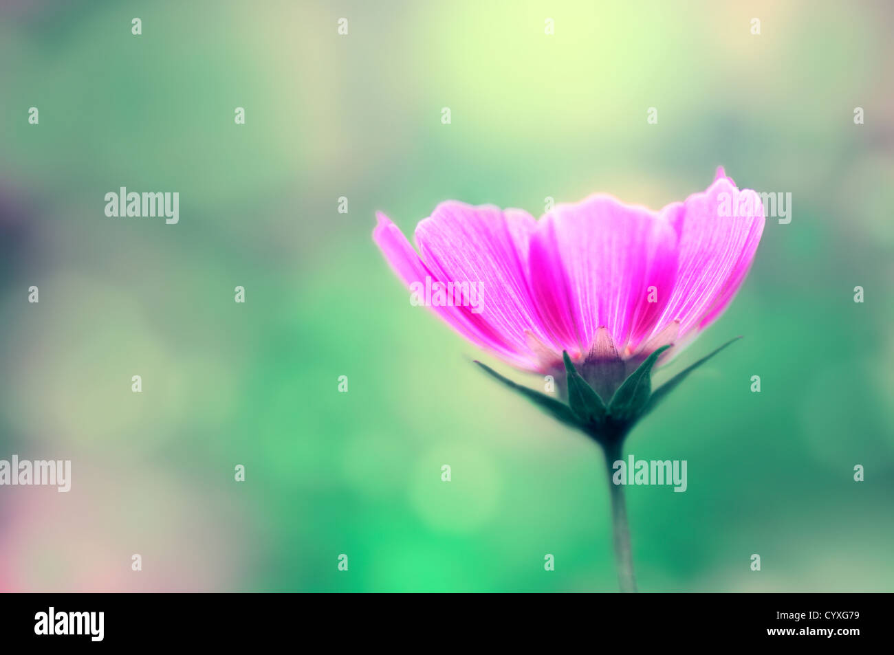 Single cosmos in garden hi-res stock photography and images - Alamy