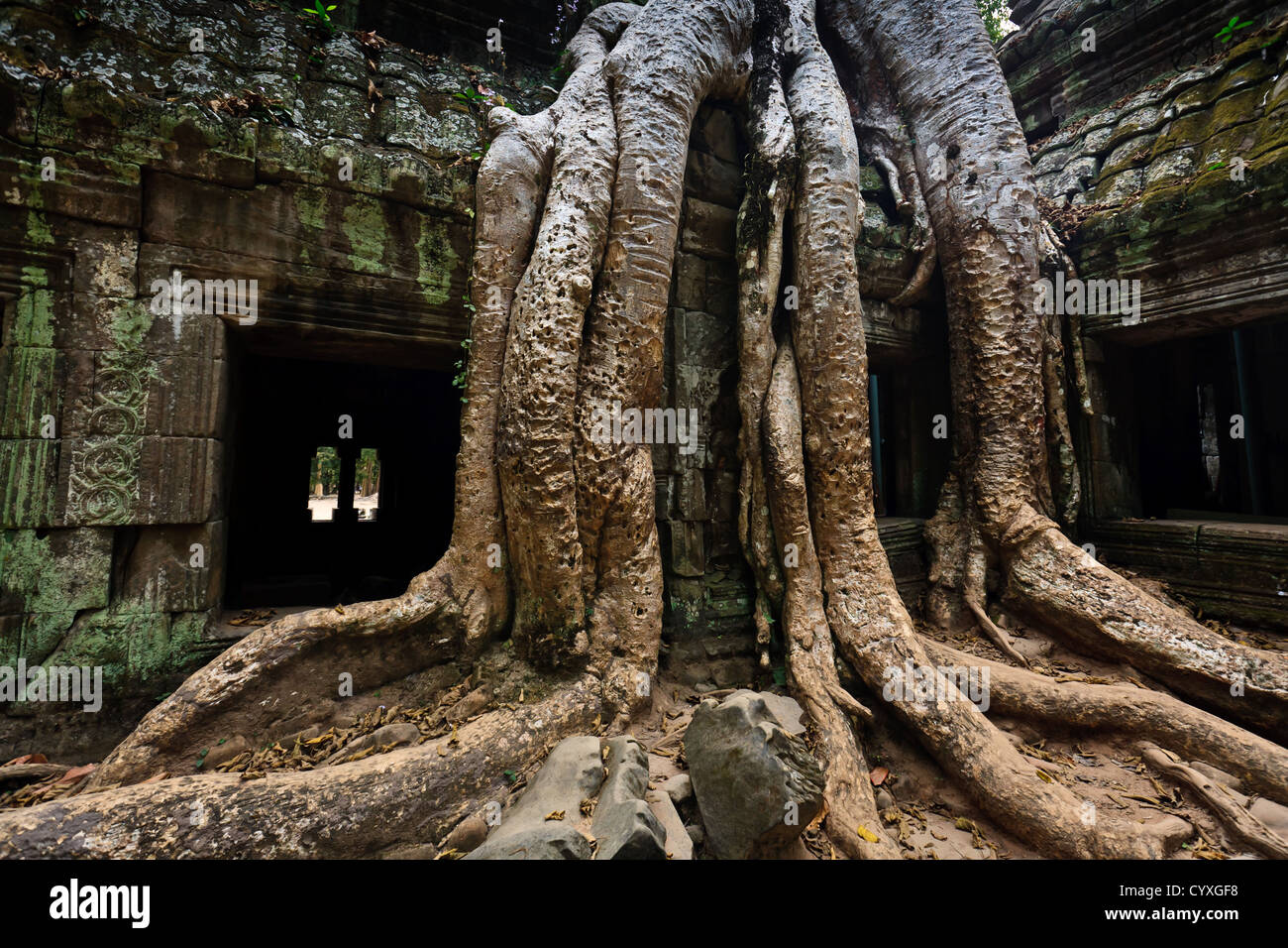 Strangler fig roots walls hi-res stock photography and images - Alamy