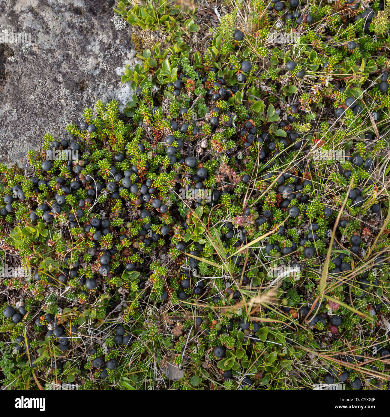 Crowberries Iceland. Crowberry (Empetrum) is a small genus of dwarf ...