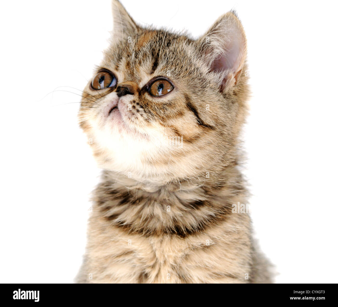 Striped fluffy kitten isolated on white background Stock Photo - Alamy