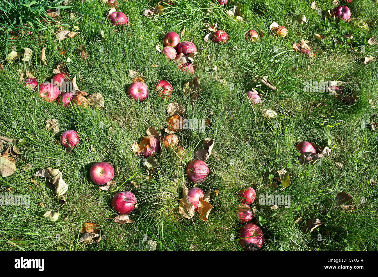 Fallen apples on the ground Stock Photo - Alamy