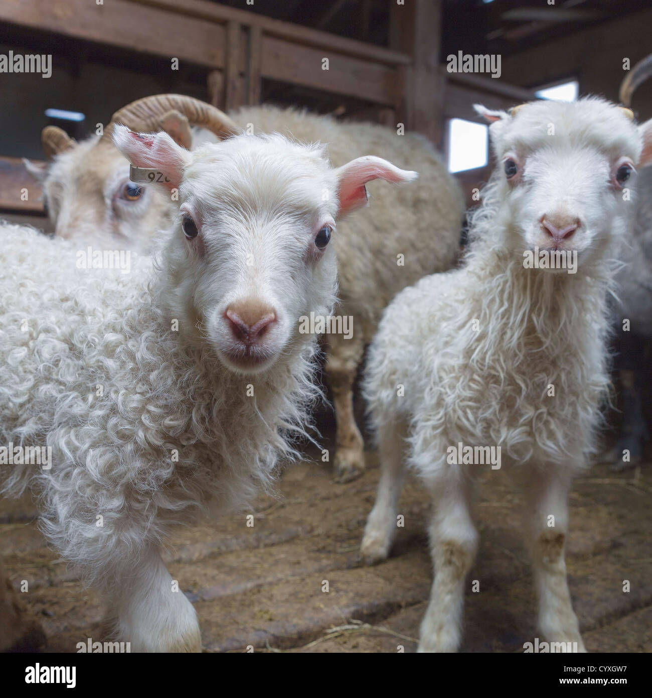 Inside barn looking hi-res stock photography and images - Alamy