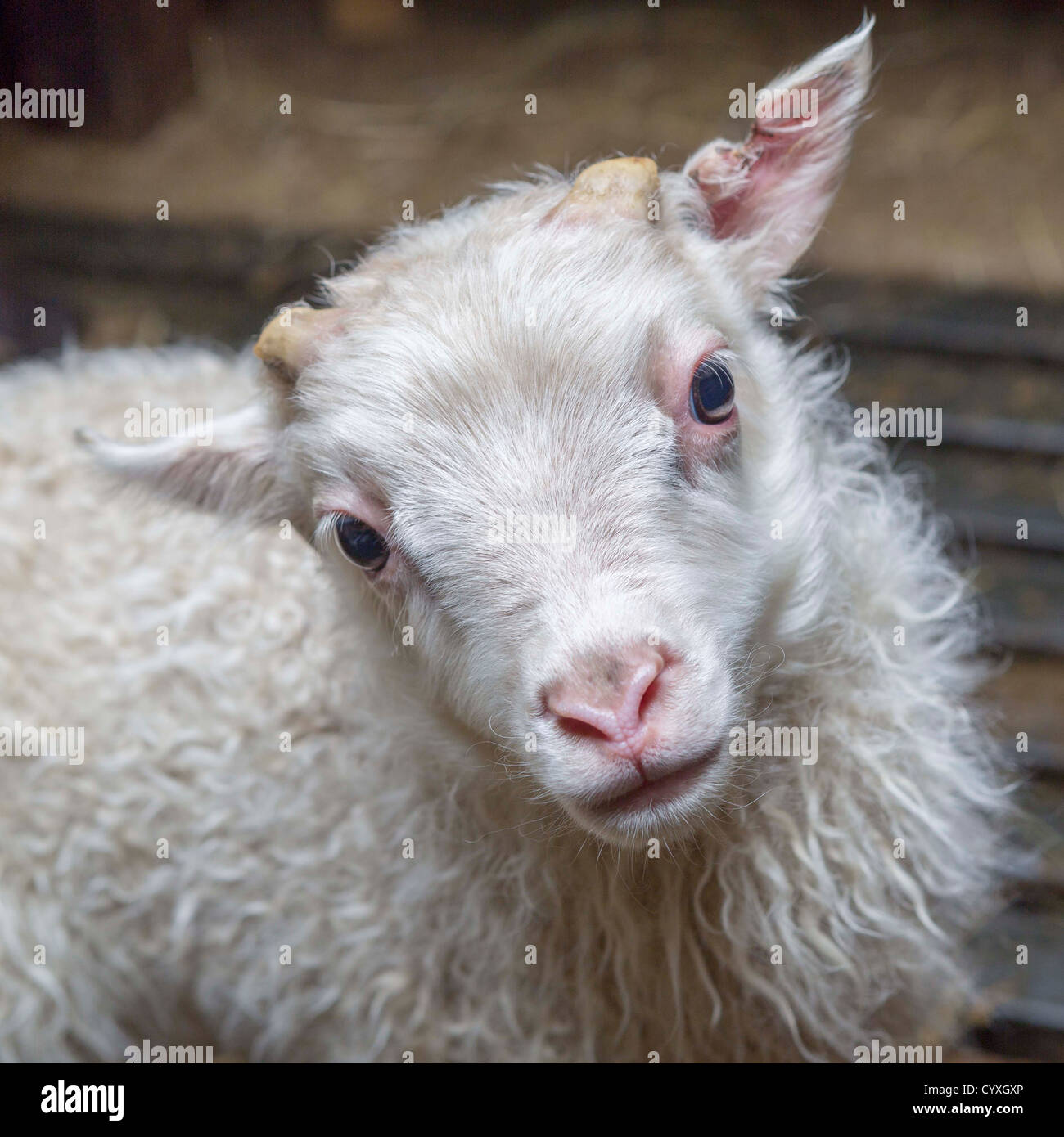 Portrait of lamb inside barn, Iceland Stock Photo - Alamy