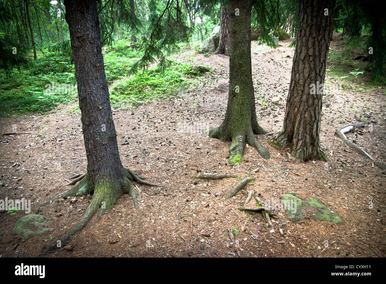 Branches stand maple trees hi-res stock photography and images - Alamy