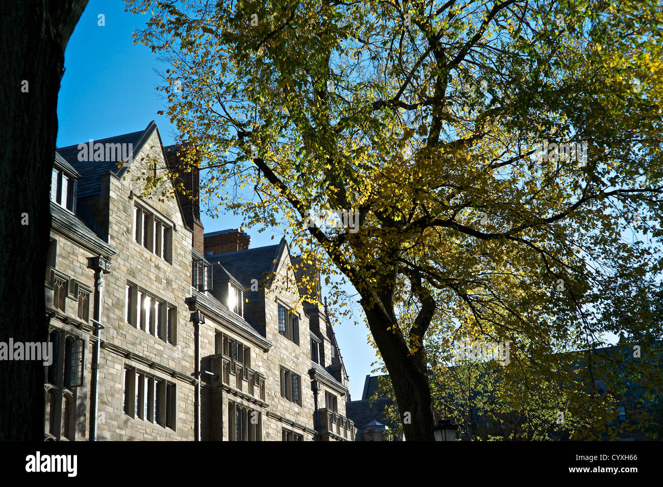Windows And University Trees High Resolution Stock Photography and ...