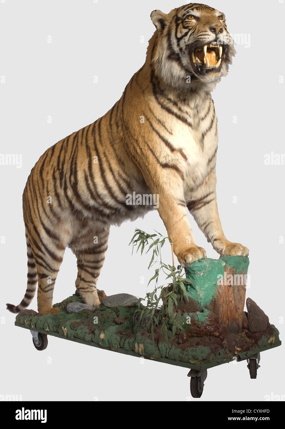 Tiger 20th century outstanding extremely hi-res stock photography and ...