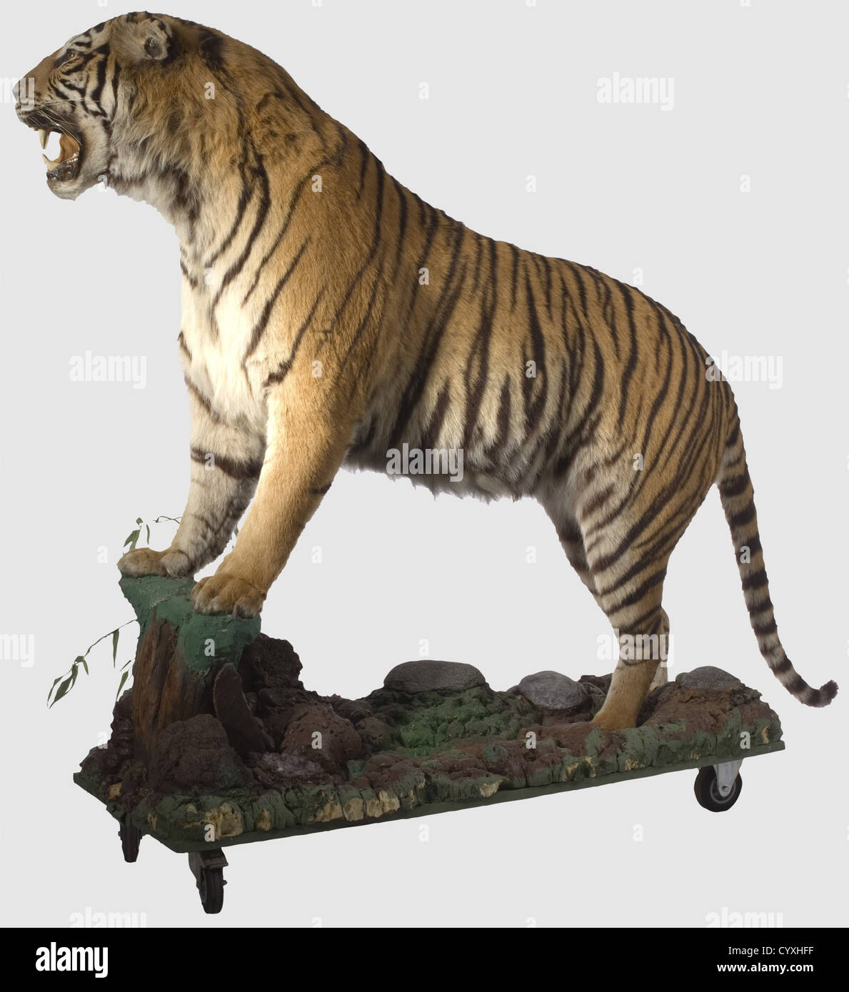 A Tiger,20th Century Outstanding,extremely lifelike taxidermy specimen ...