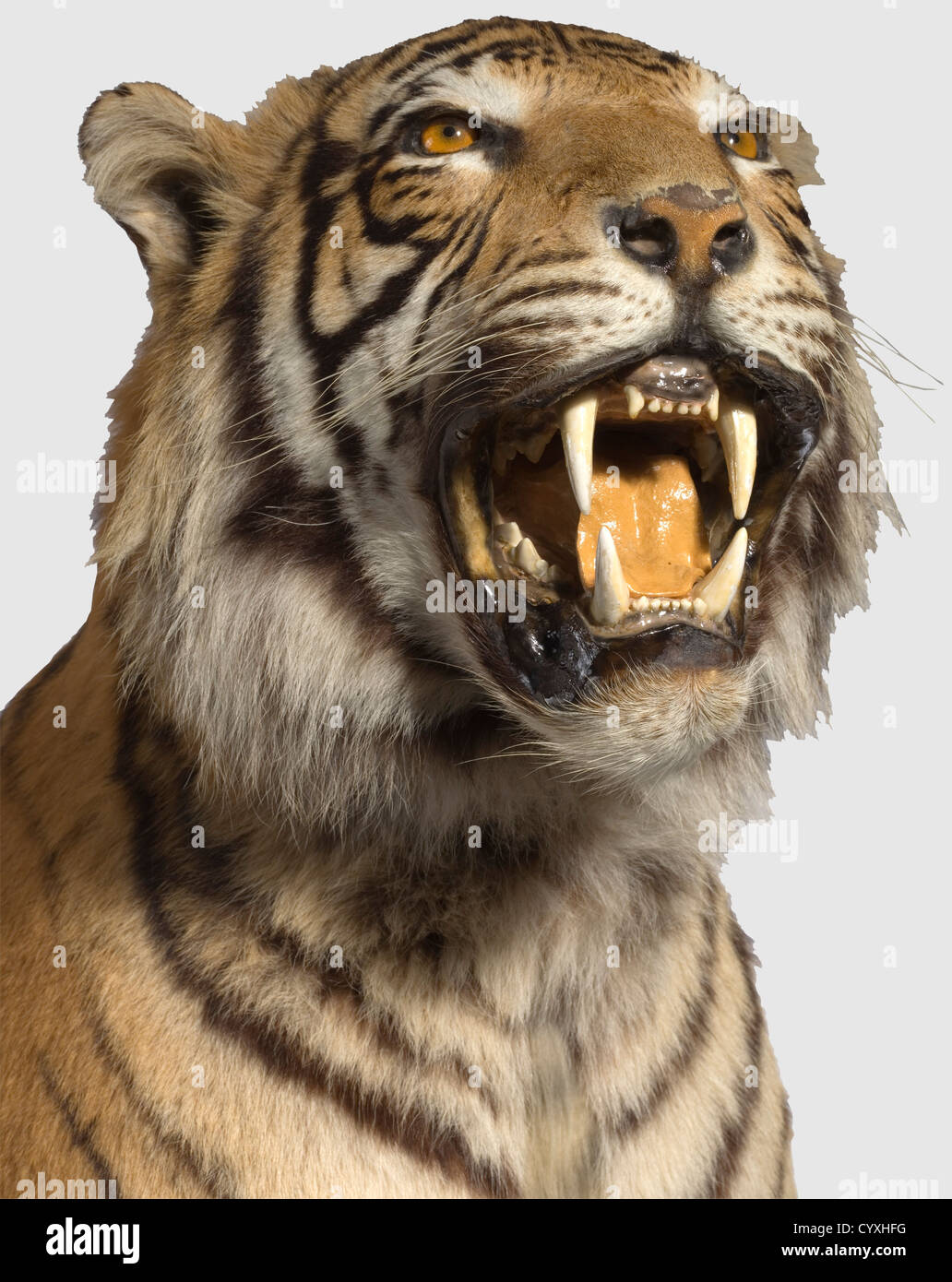 A Tiger,20th Century Outstanding,extremely lifelike taxidermy specimen ...
