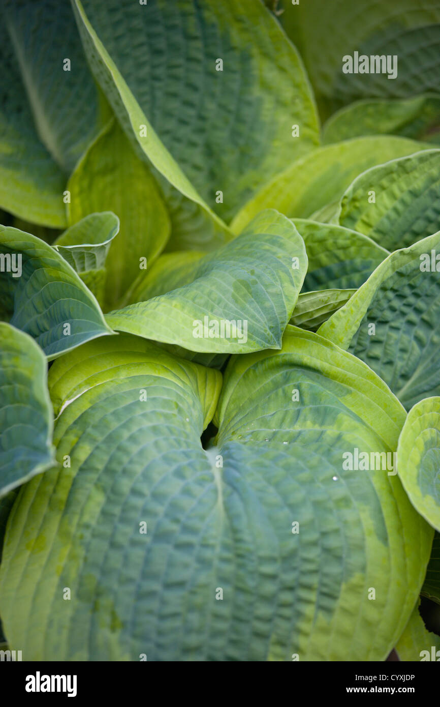 Plants, Hosta, Large heart shaped variegated green leaves Stock Photo ...