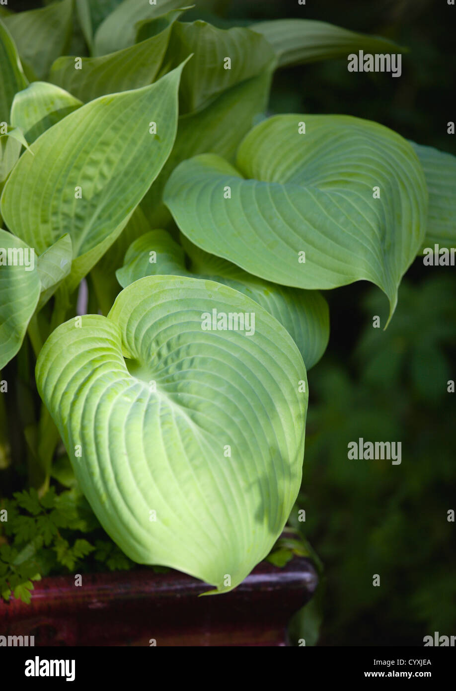 Plant, Hosta, Sum and Substance, Plantain lily, Large heart shaped ...