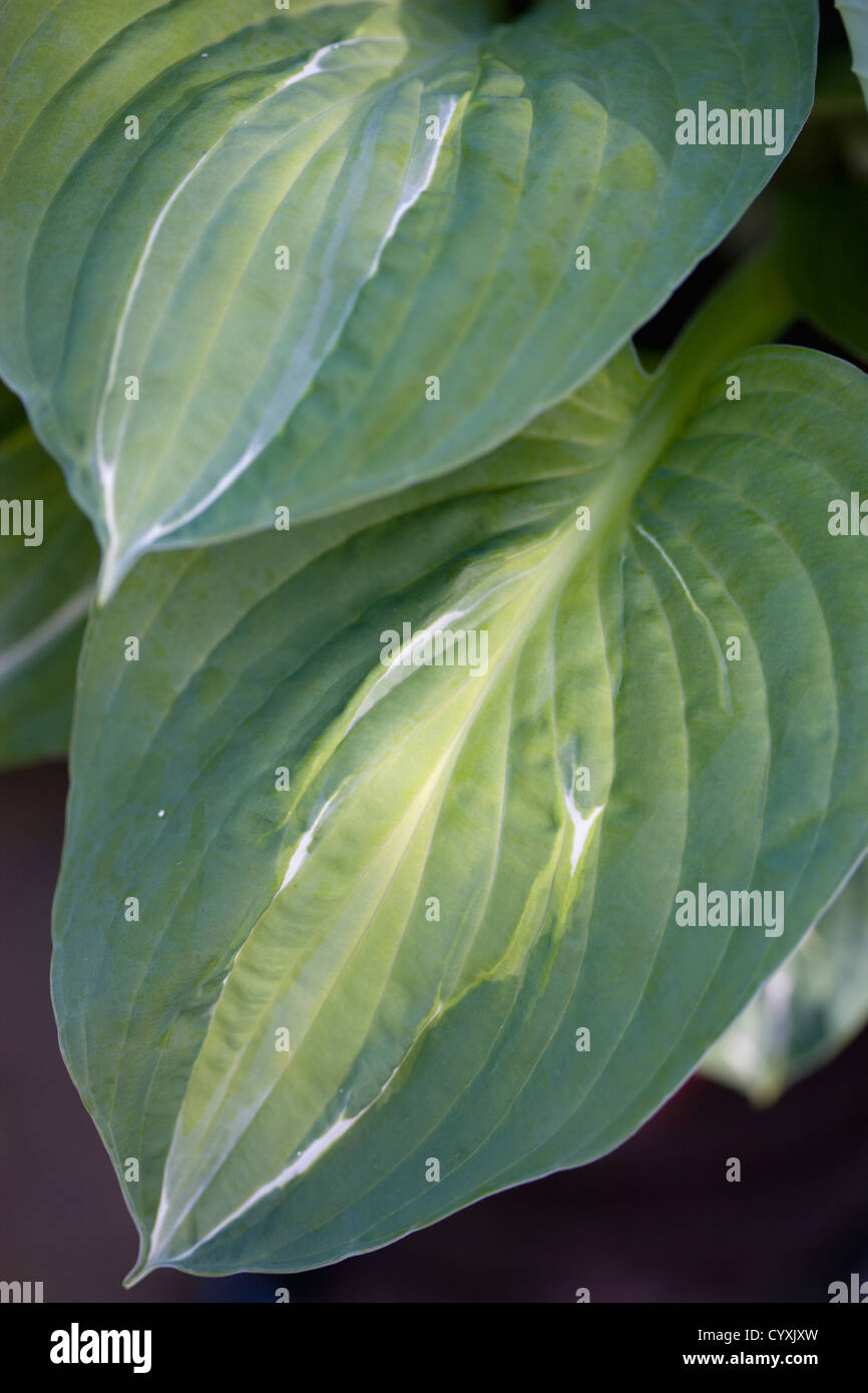 Plants, Hosta, Striptease, Green variegated foliage with white strip giving the plant it's name ...