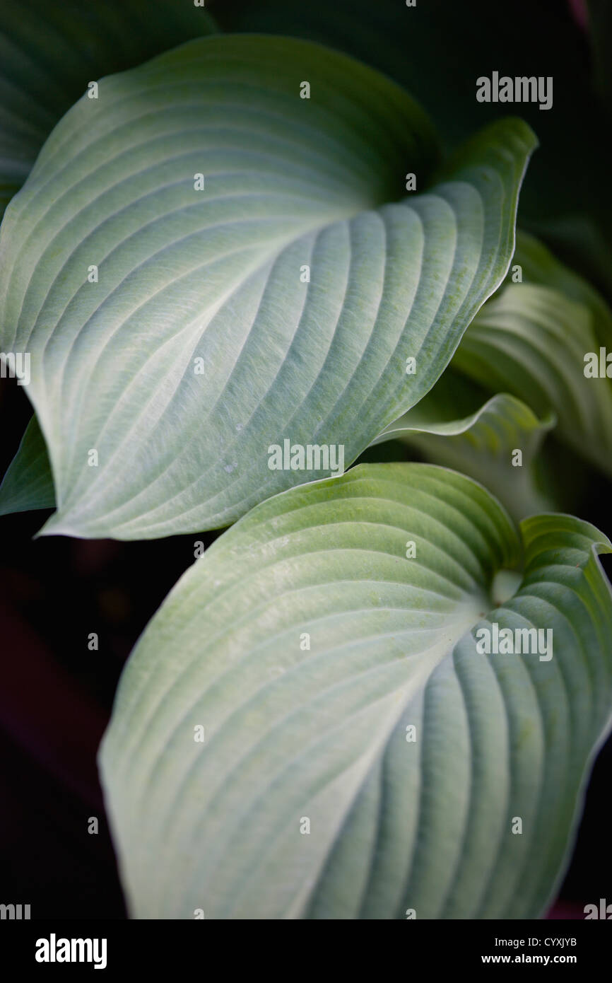 Plants, Hosta, Large green leaves Stock Photo - Alamy
