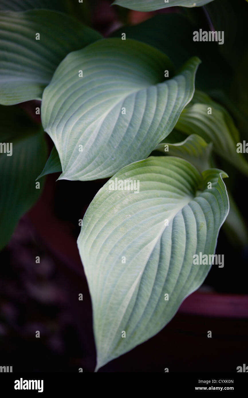 Plants, Hosta, Large green leaves Stock Photo - Alamy