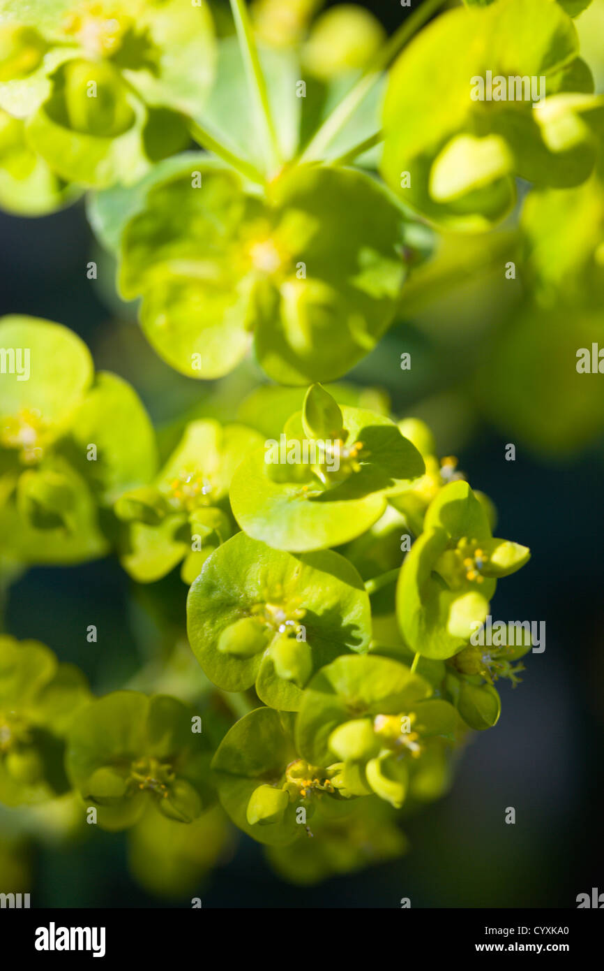 Mrs robb's bonnet hi-res stock photography and images - Alamy
