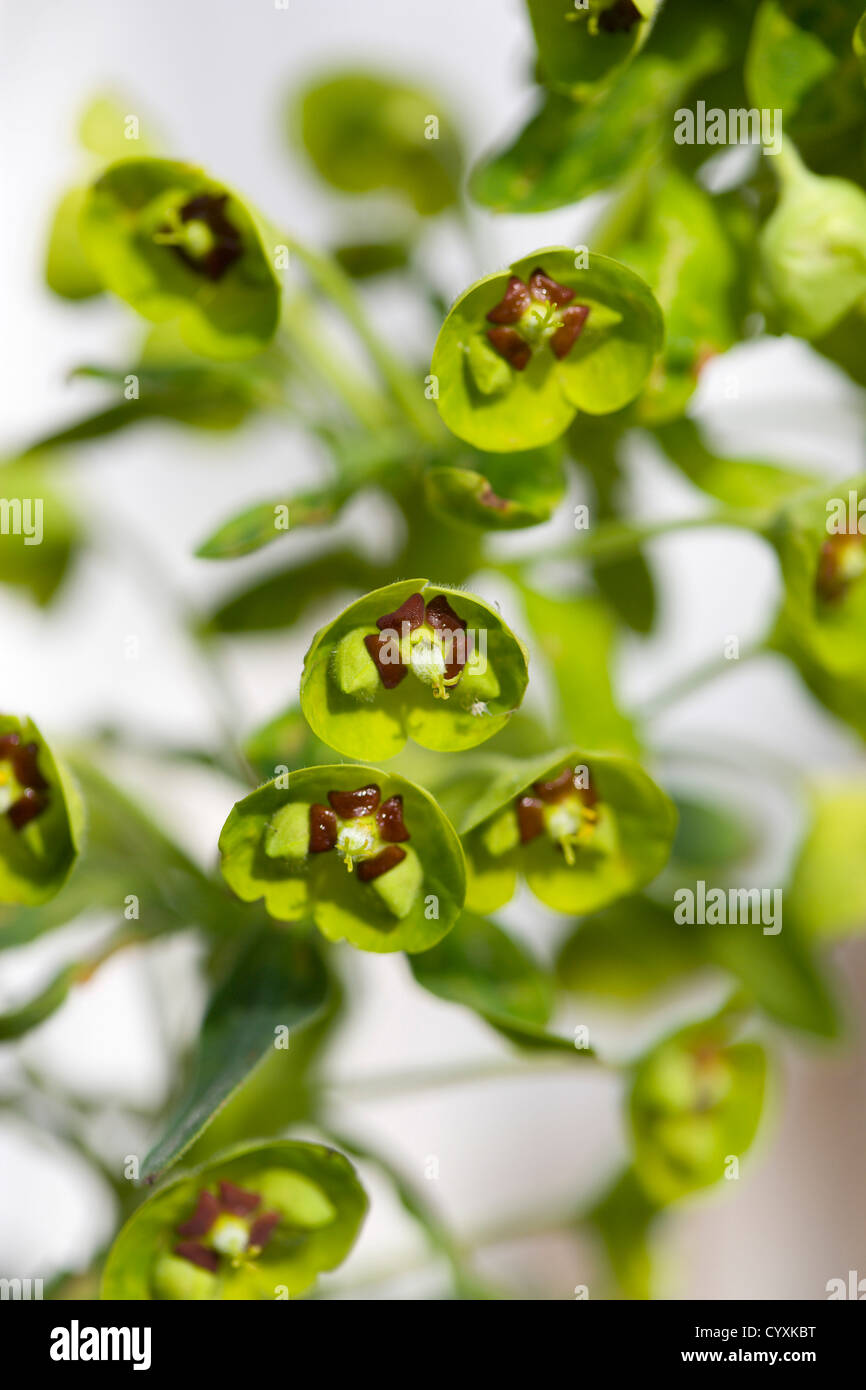 Plants, Flowers, Euphorbia amygdaloides robbiae, Light green flowers on ...