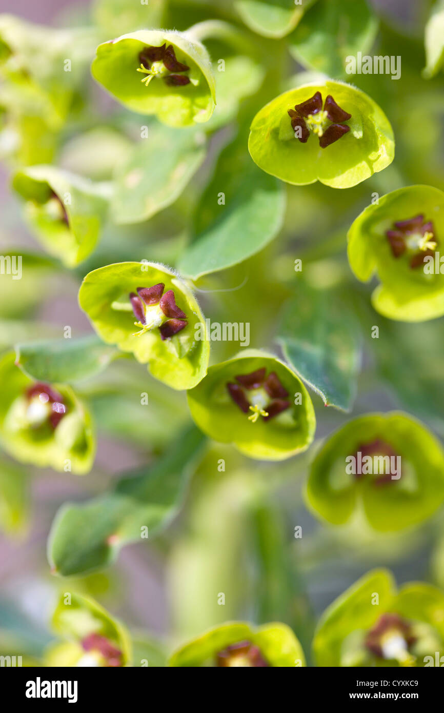 Plants, Flowers, Euphorbia amygdaloides robbiae, Light green flowers on ...