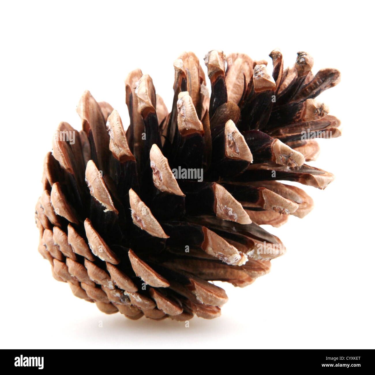 Fur tree cones Cut Out Stock Images & Pictures - Alamy