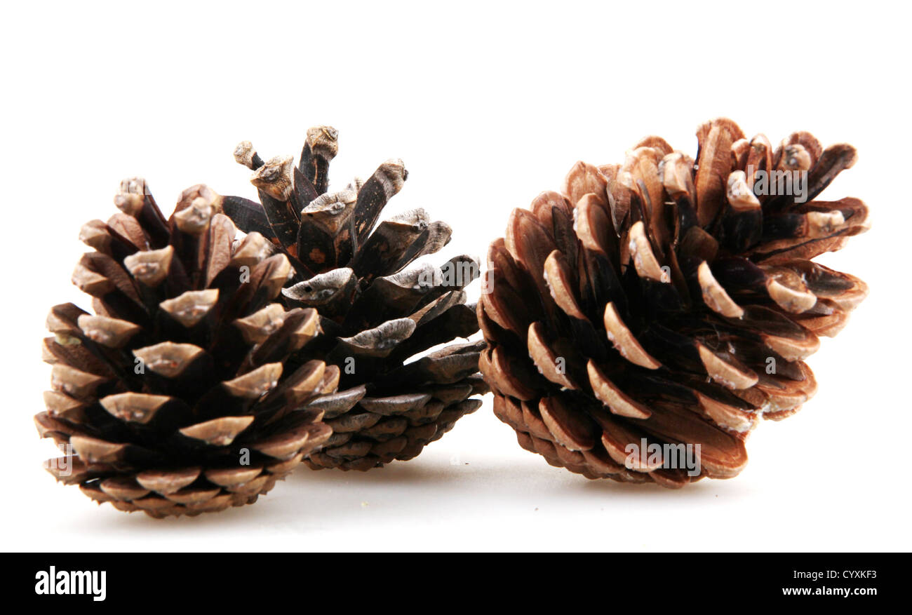 Fur tree cones Cut Out Stock Images & Pictures - Alamy