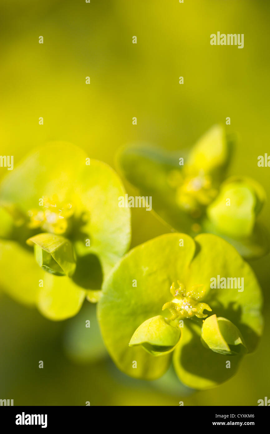 Mrs robb's bonnet hi-res stock photography and images - Alamy