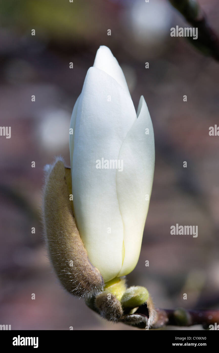 Plants, Trees, Magnolia × soulangeana 'Alba Superba', Closed white ...