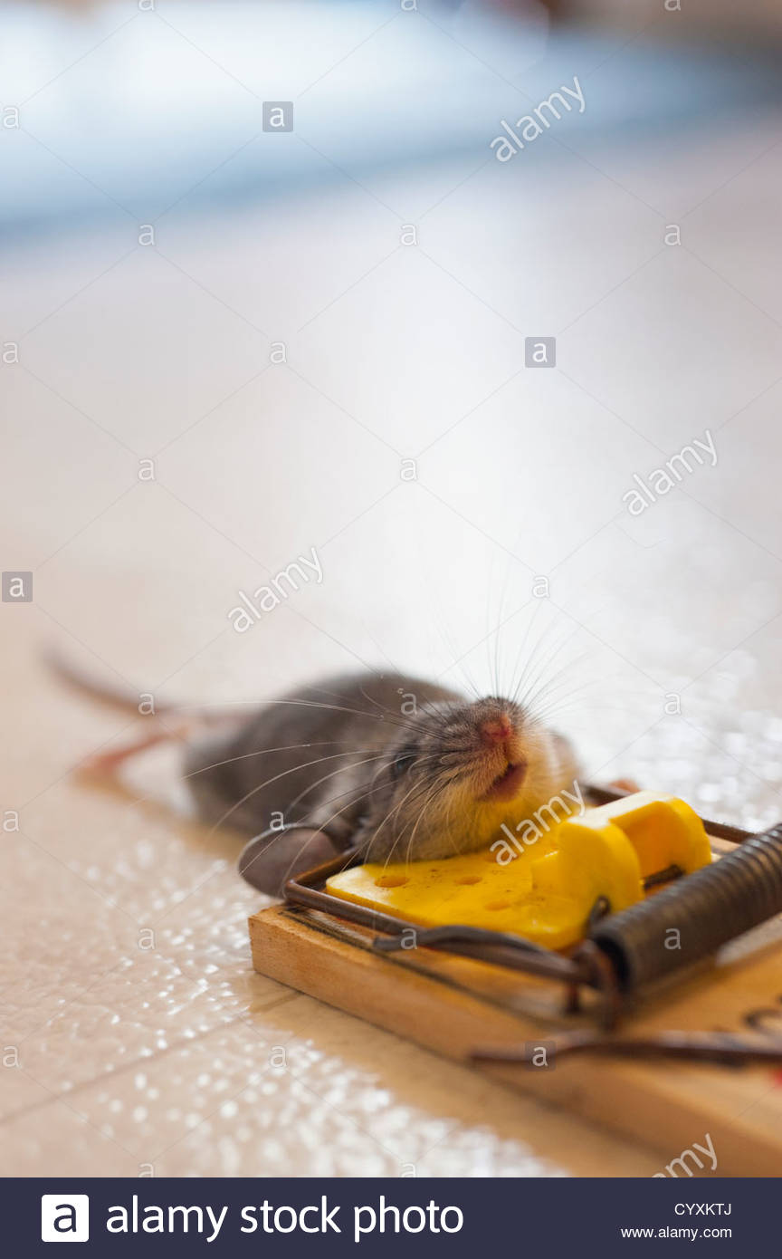 Mouse Caught In Mousetrap Stock Photos & Mouse Caught In Mousetrap ...