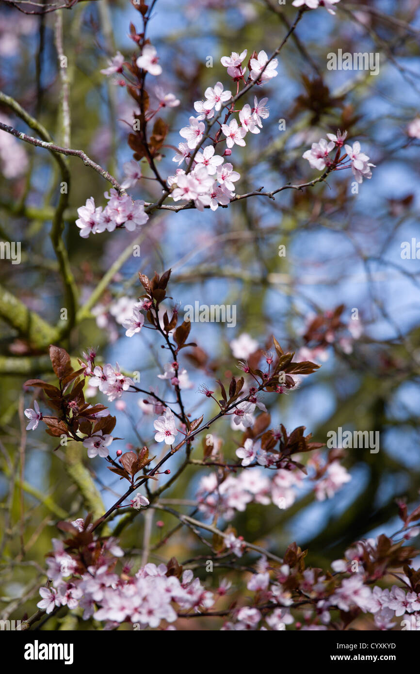 Plants, Trees, Prunus cerasifera, Cherry plum tree with pink flowering ...
