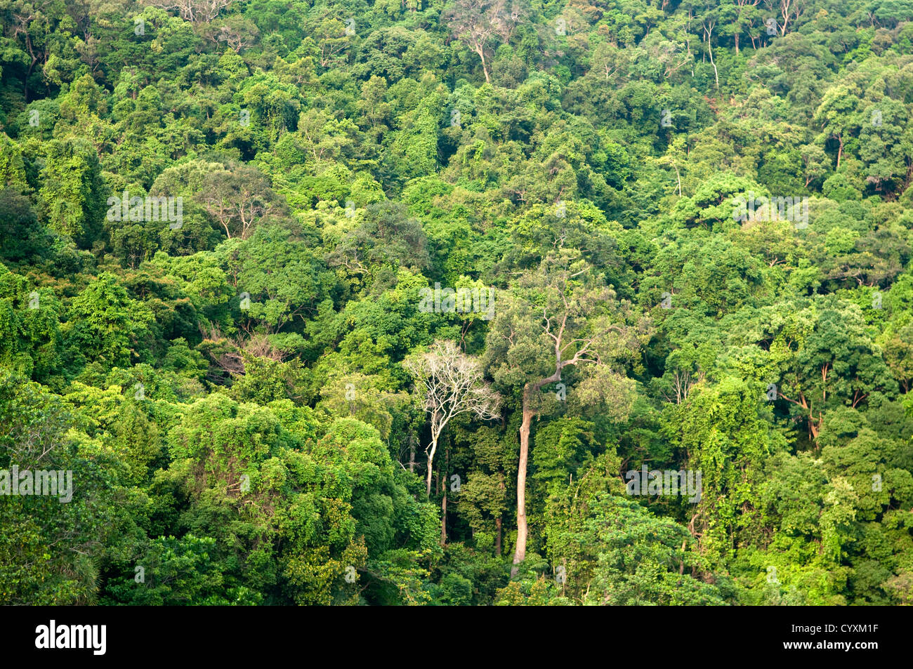 Tropic green landscape hi-res stock photography and images - Alamy