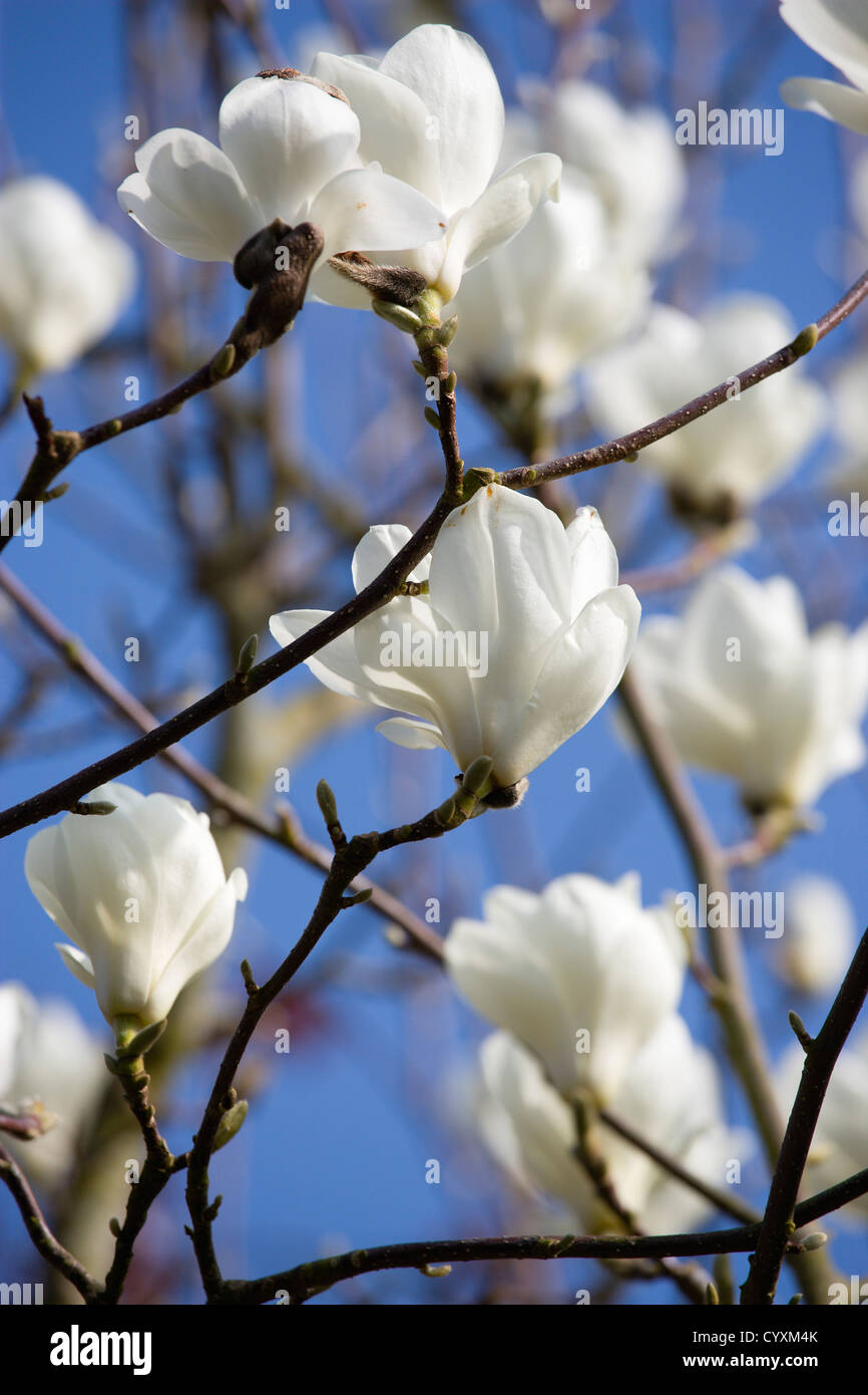 Plants, Trees, Magnolia × soulangeana 'Alba Superba', Abundant white ...