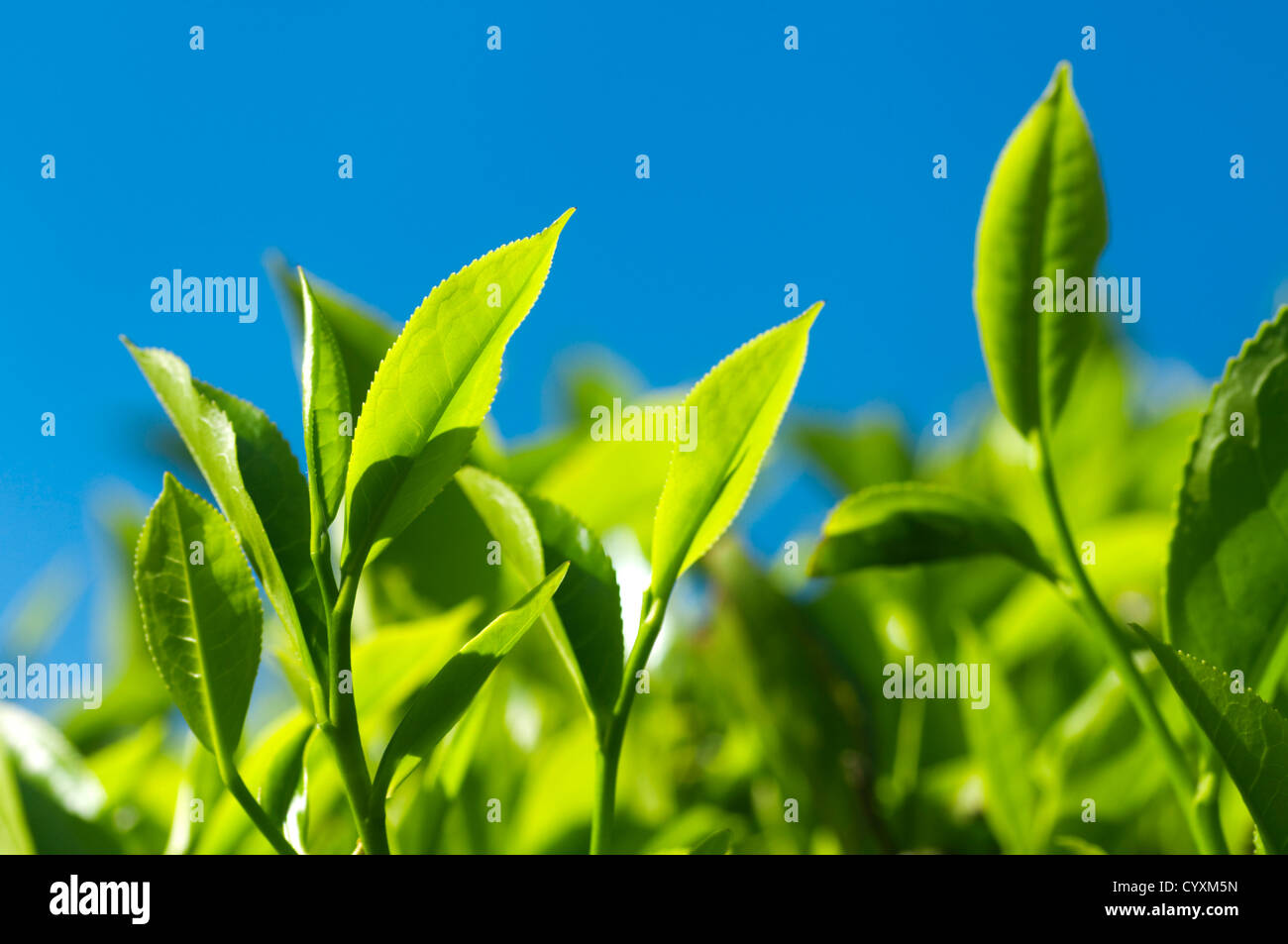 Close up tea leaves with morning sunlight, Cameron Highland Malaysia ...