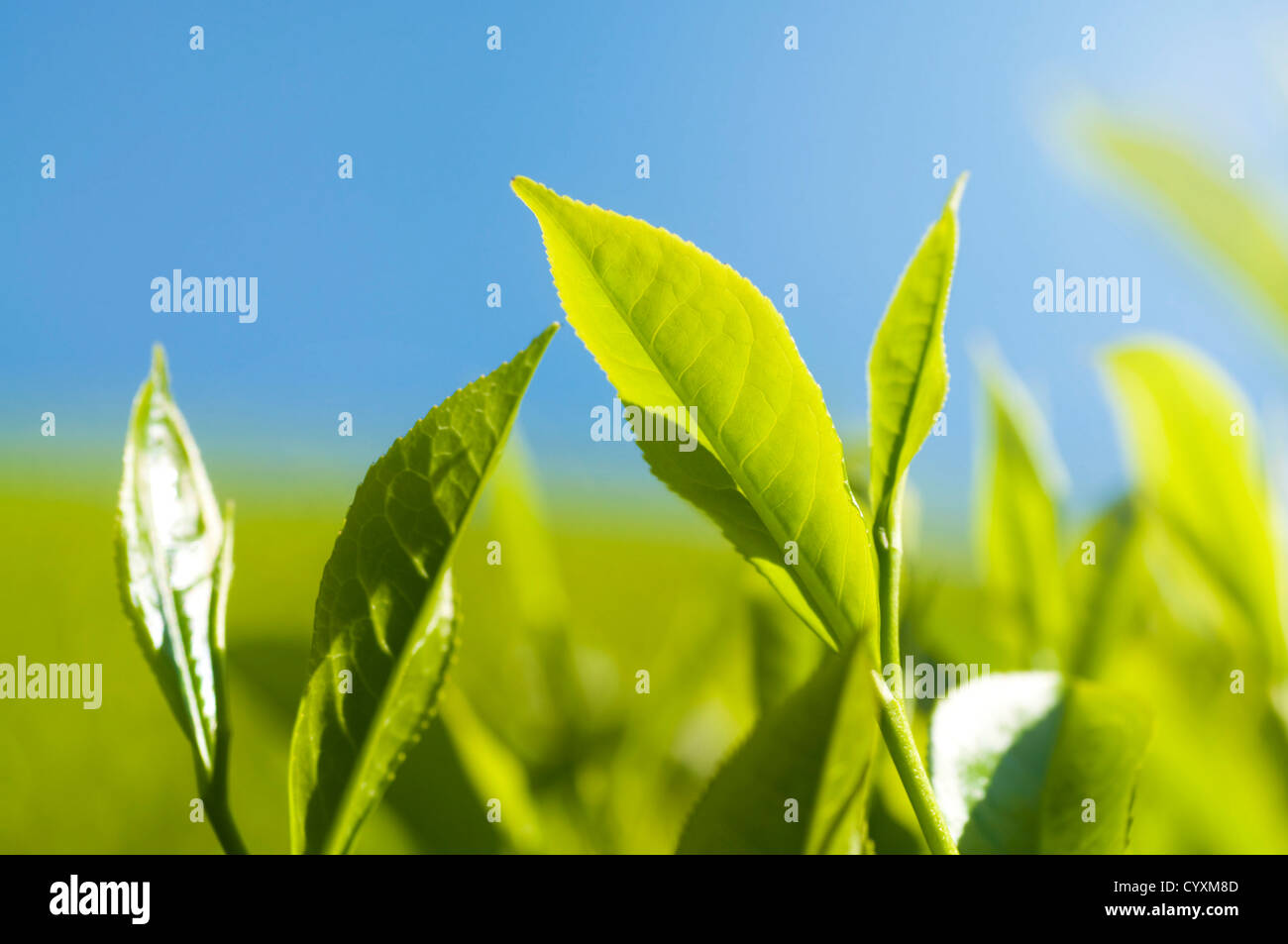 Close up tea leaves with morning sunlight Stock Photo - Alamy