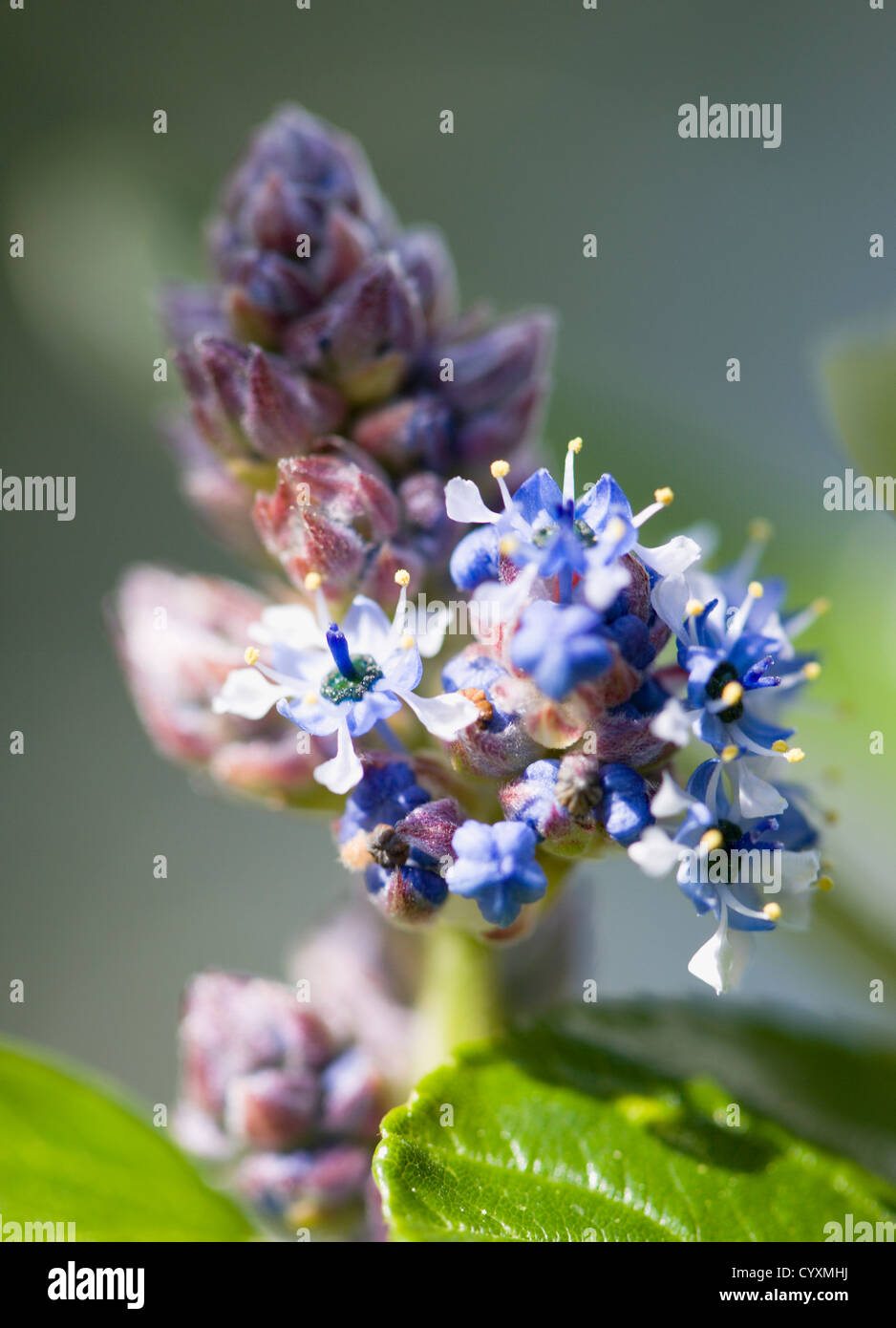 Ceanothus blue hi-res stock photography and images - Alamy