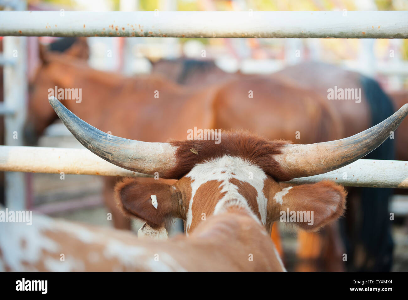 USA, Texas, Close up of bull Stock Photo - Alamy