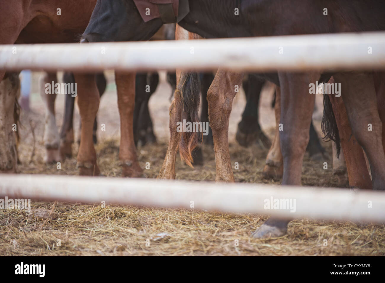 USA, Texas, Legs of cattle seen through livestock corral panel Stock ...