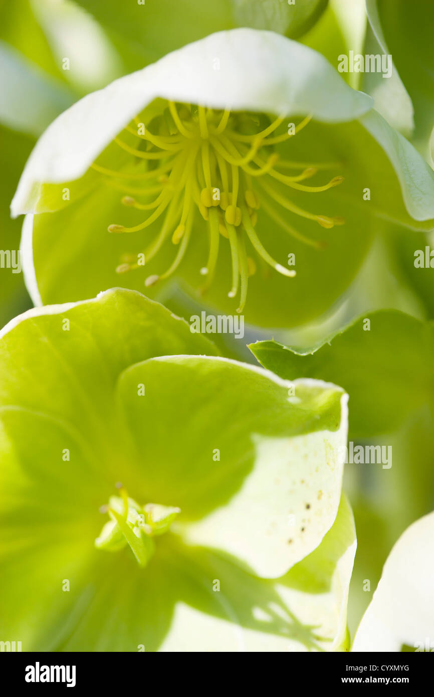 Plants, Flowers, Helleborus, Pale green flowering Hellebore or Lenten ...
