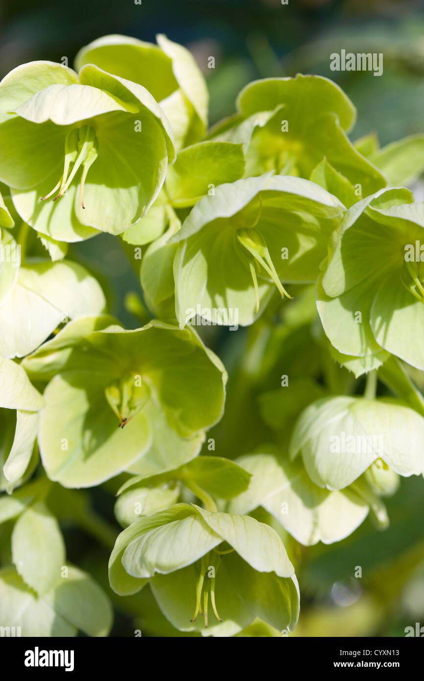 Plants, Flowers, Helleborus, Pale green flowering Hellebore or Lenten ...