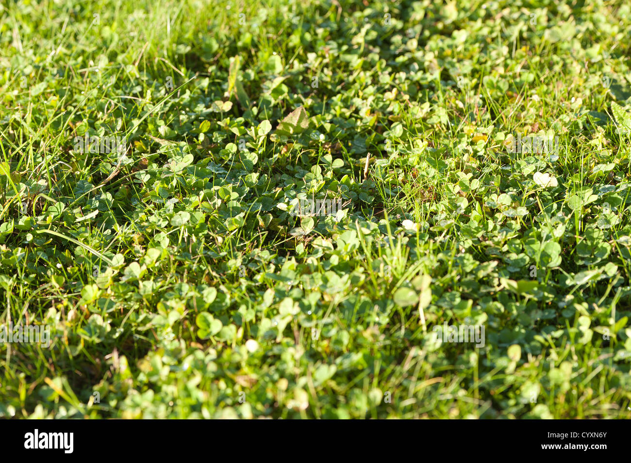 Unkept lawn hi-res stock photography and images - Alamy