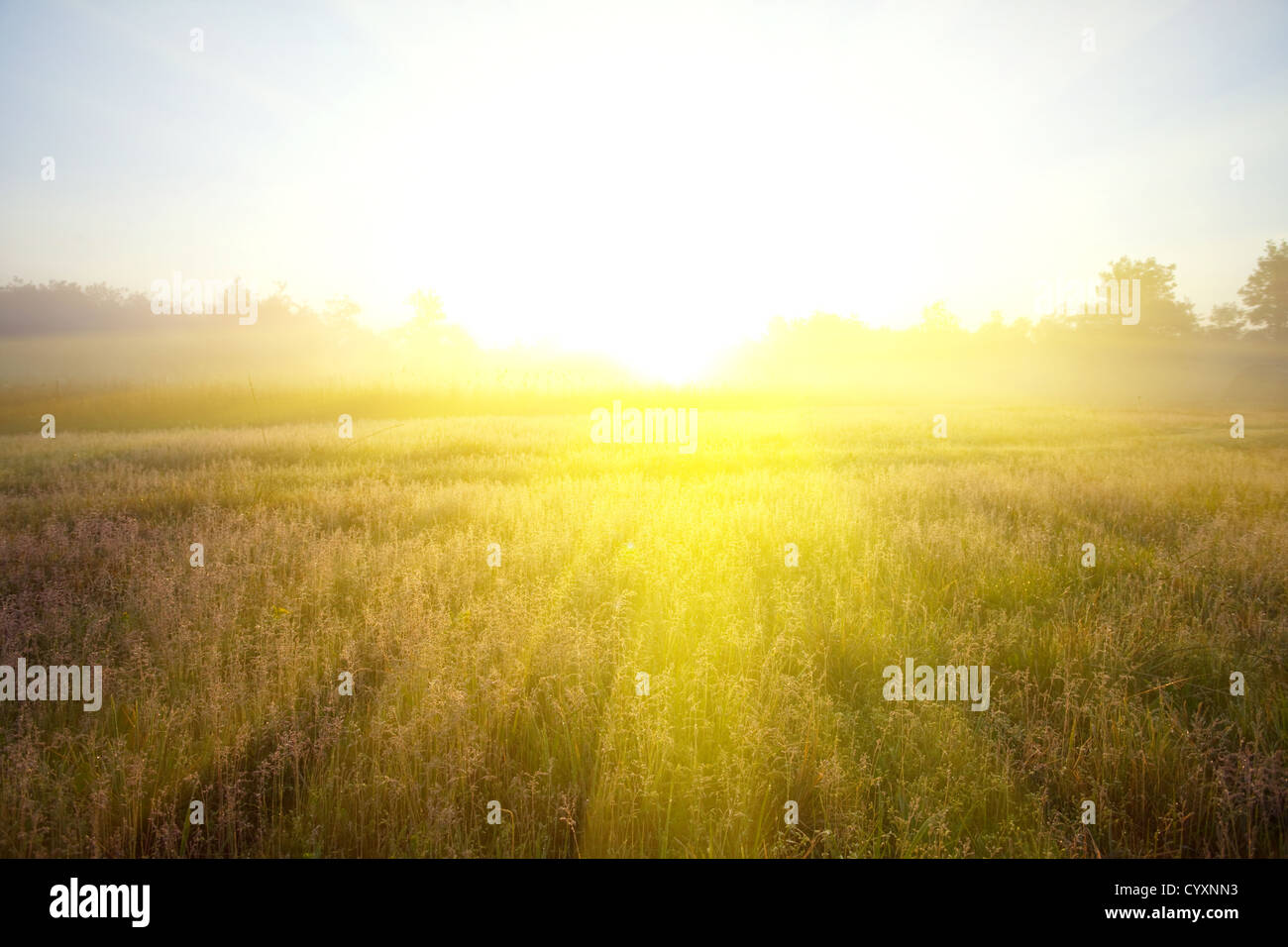 Field on sunset Stock Photo - Alamy