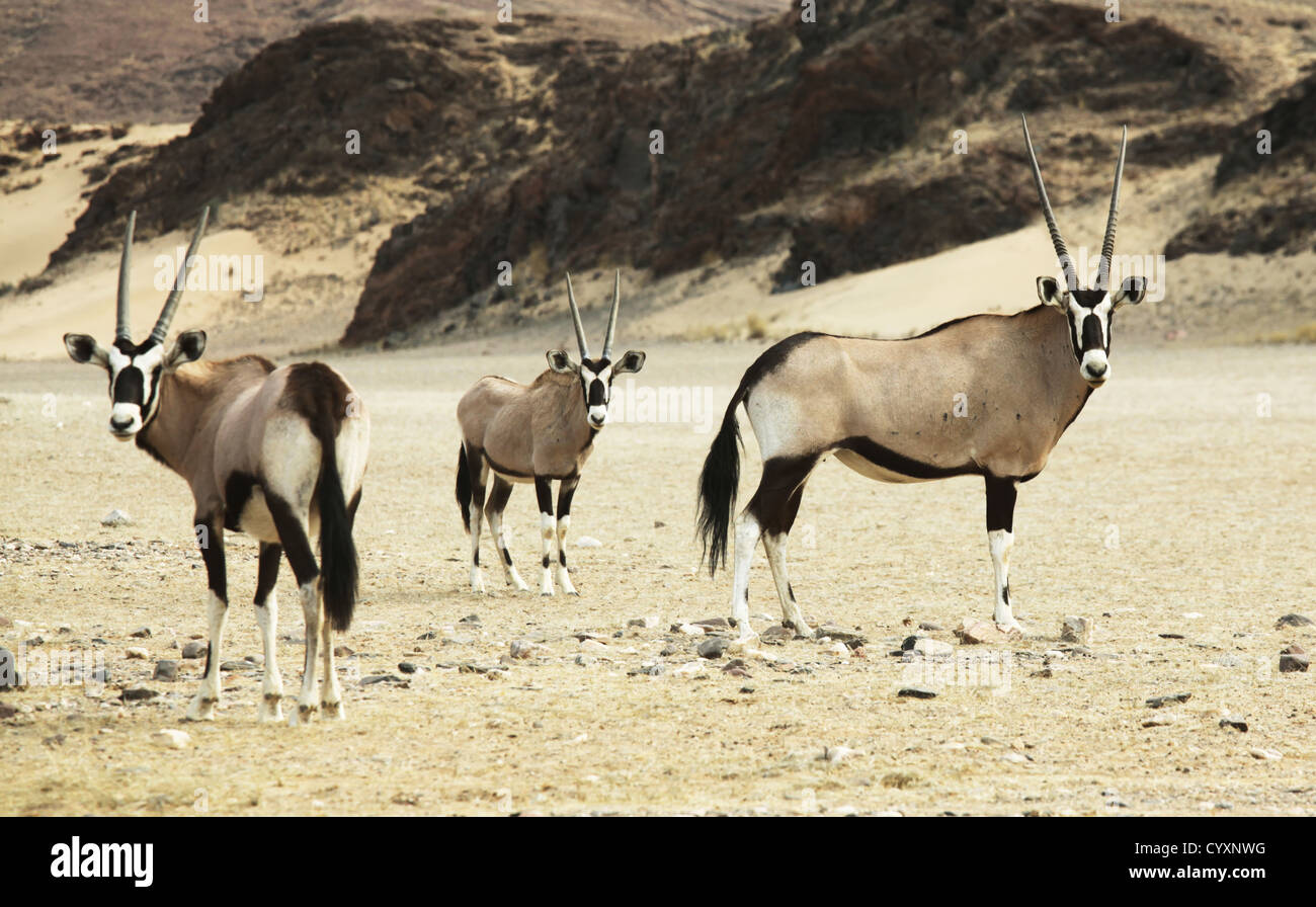 Namibian desert africa gemsbok hi-res stock photography and images - Alamy
