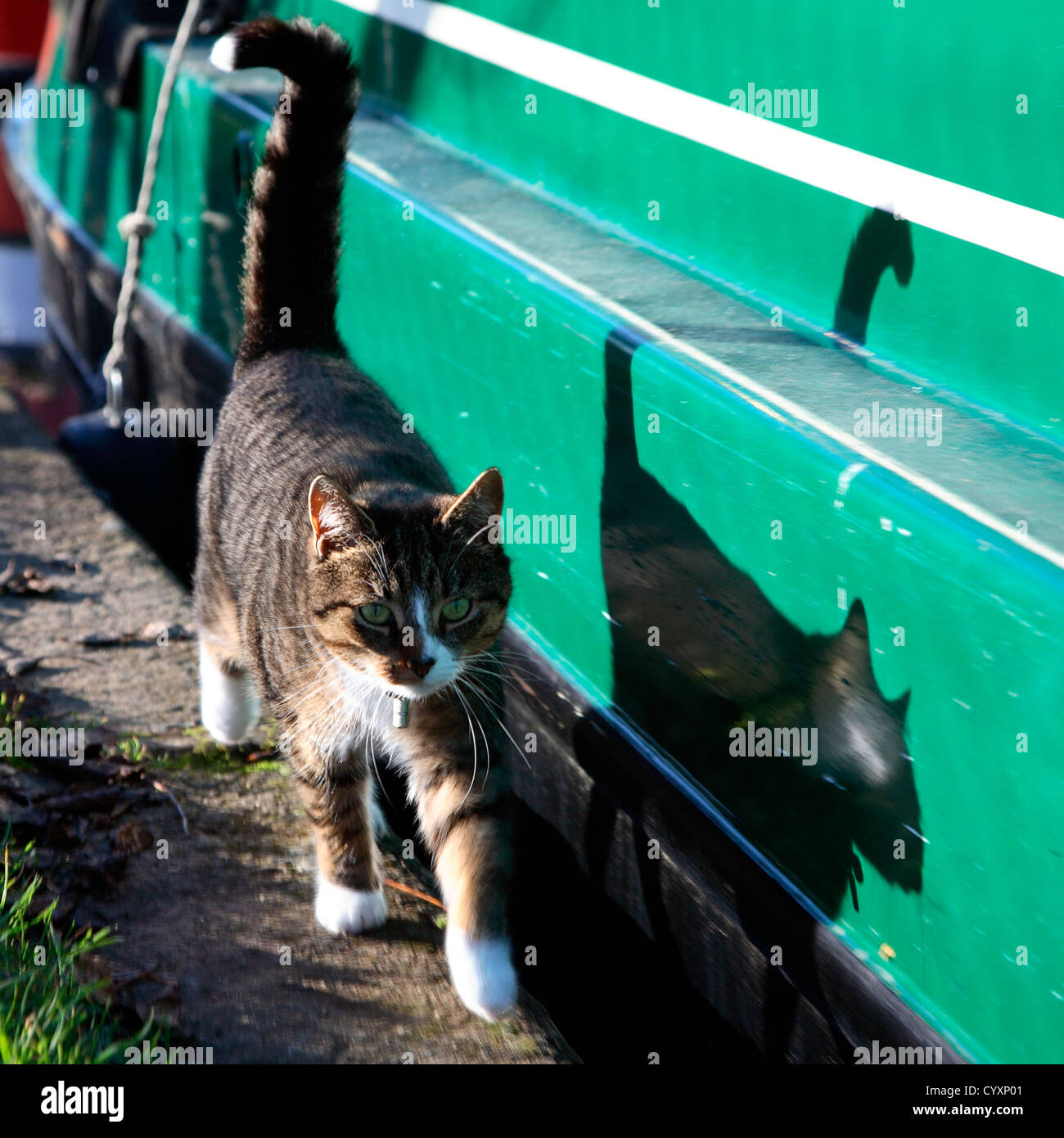 Tabby tail hi-res stock photography and images - Alamy
