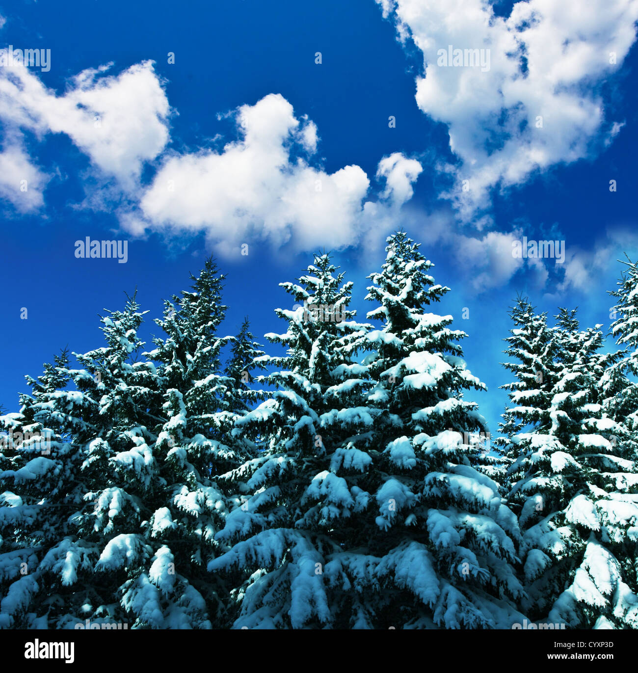 Frozen trees in the winter forest Stock Photo - Alamy