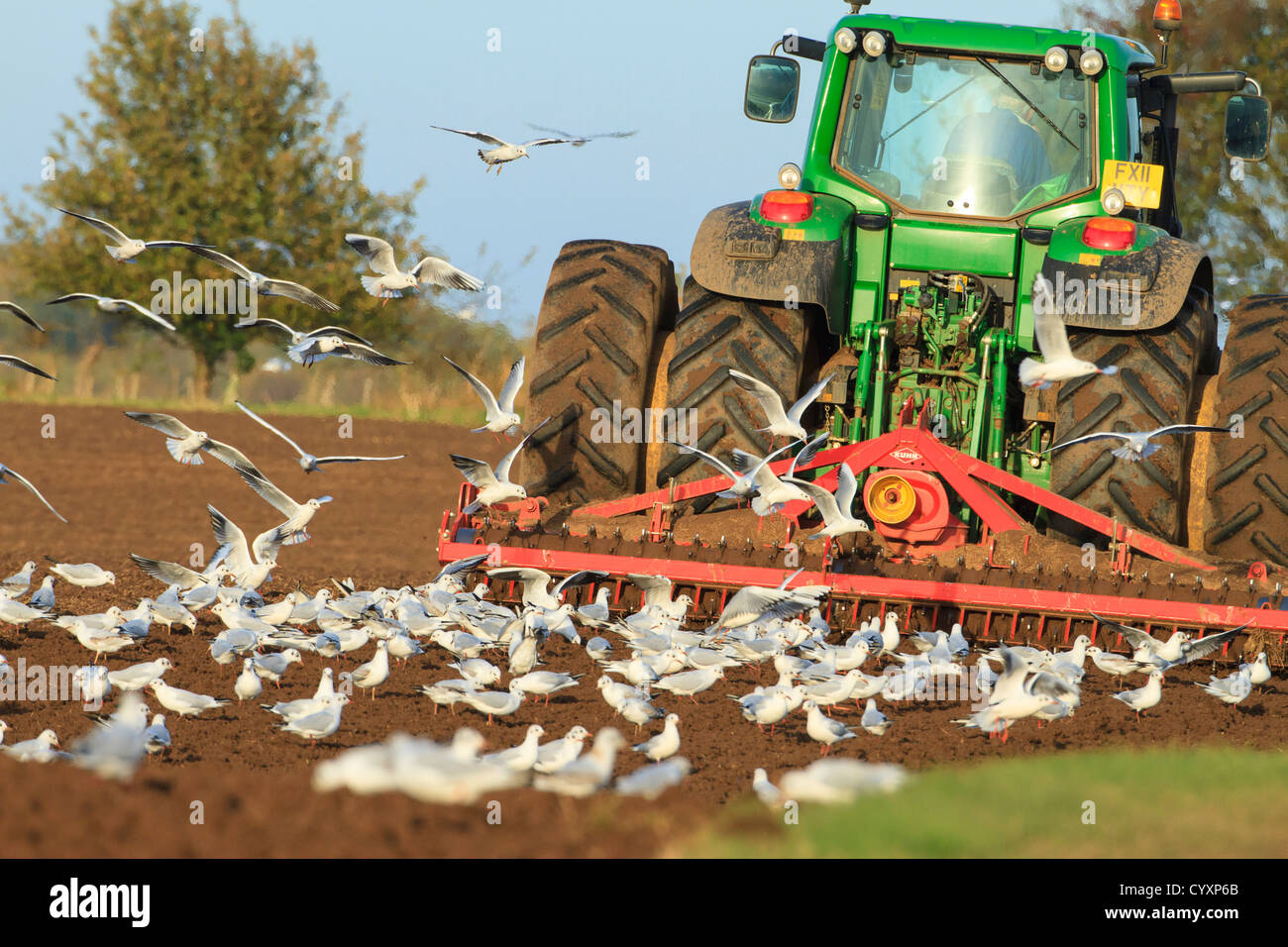 Gulls Follow Plough High Resolution Stock Photography and Images - Alamy