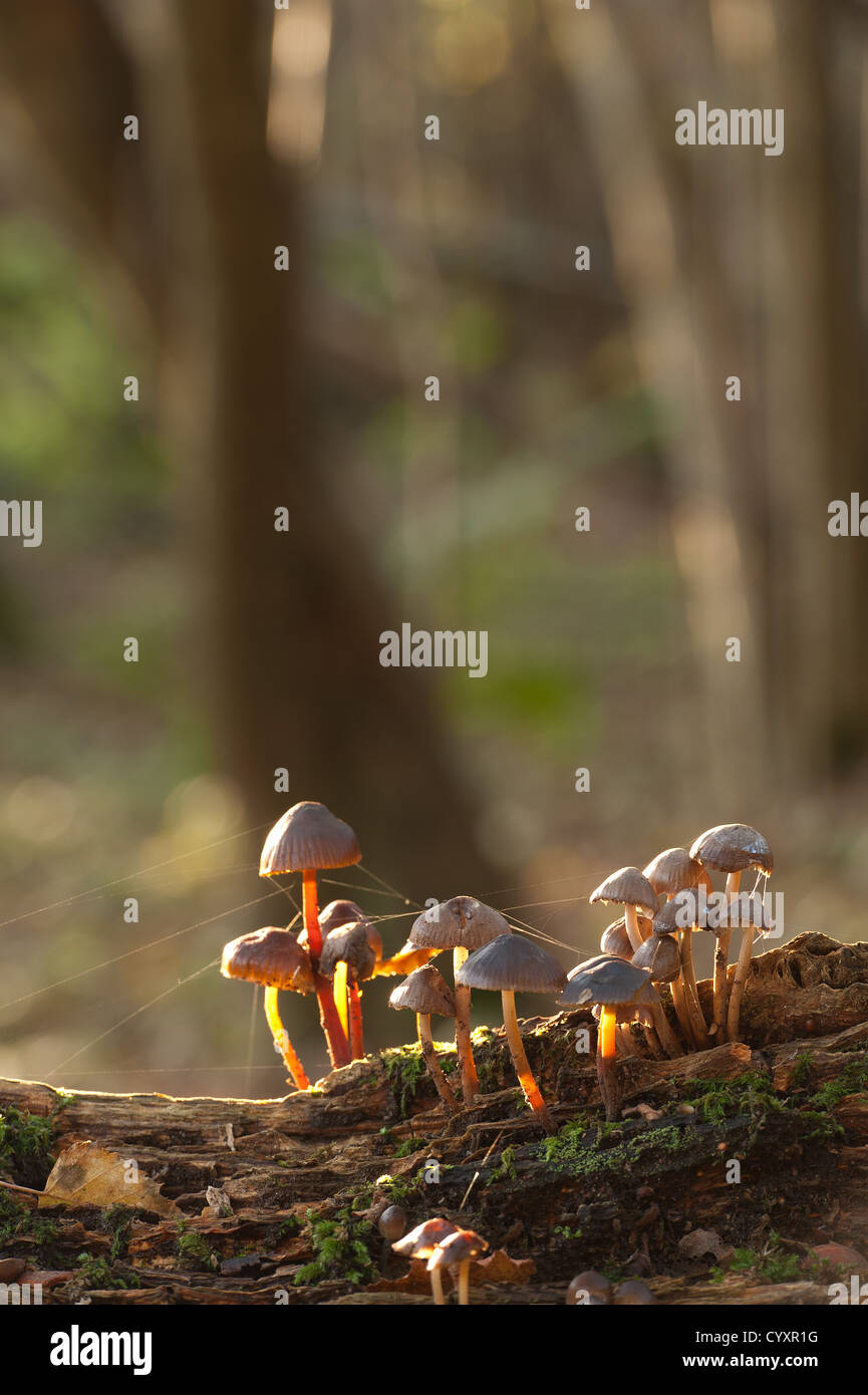 woodland fungi on sweet chestnut tree stump Mycena haematopus mushroom ...