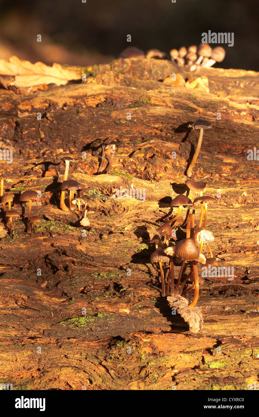 woodland fungi on sweet chestnut tree stump Mycena haematopus mushroom ...