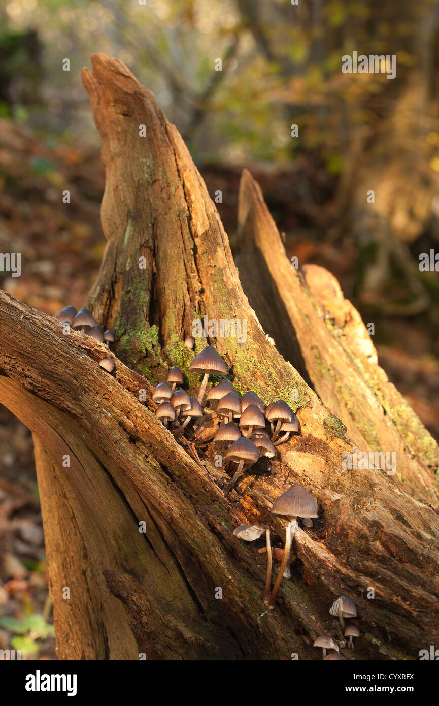 woodland fungi on sweet chestnut tree stump Mycena haematopus mushroom ...