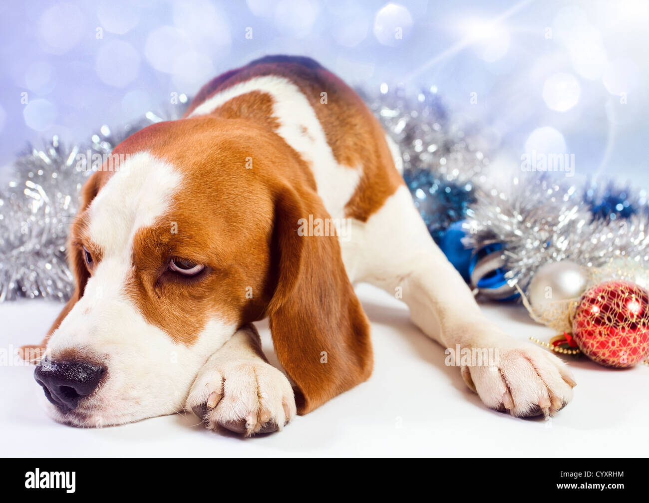 The sad hound and brilliant Christmas ornaments Stock Photo - Alamy