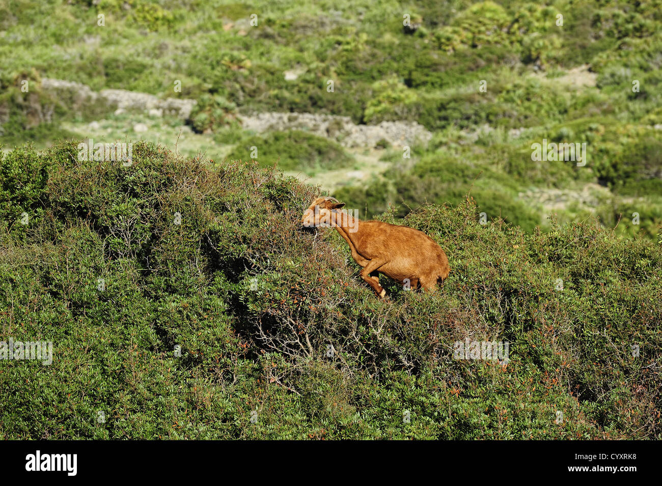 the wild Mallorcan goat in the Boquer Valley, Majorca, Spain Stock ...